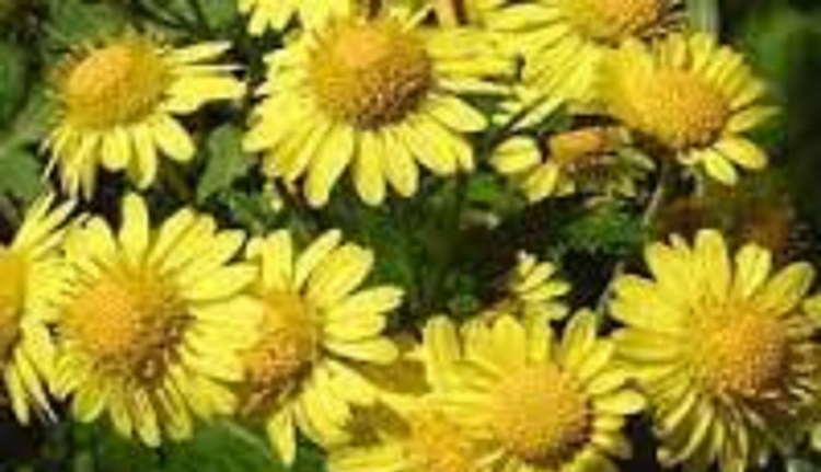 Chrysanthellum A. | Transformez votre carrière : Devenez expert en ...